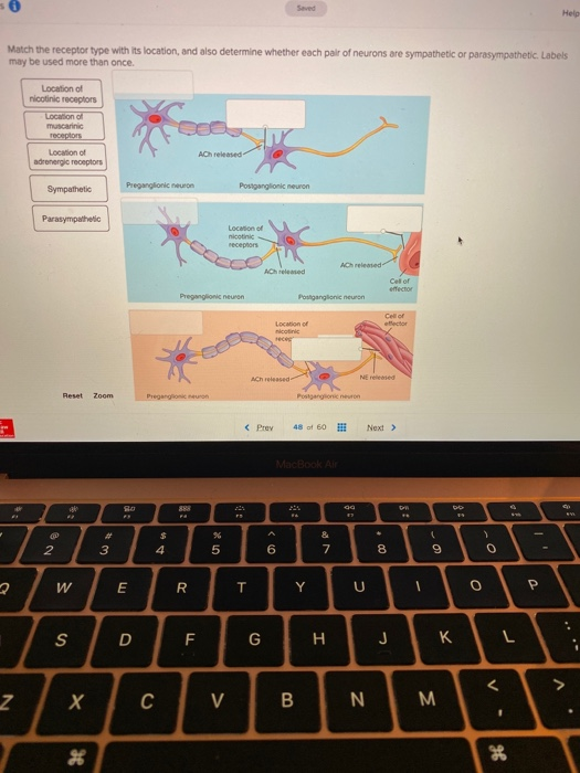 Solved Seved Hele Match the receptor type with its location, | Chegg.com