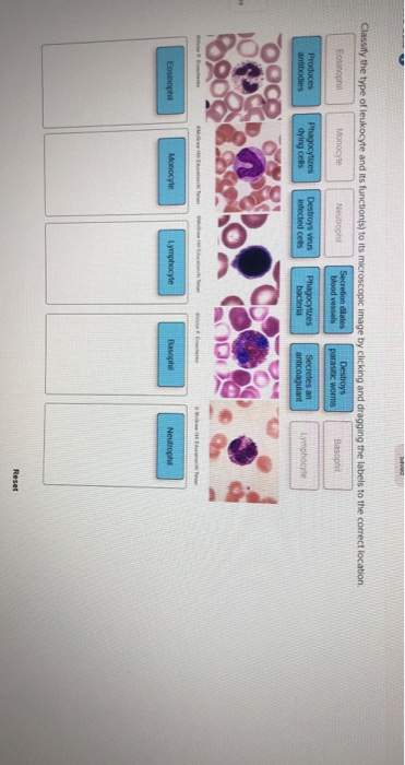 Solved Classify the type of leukocyte and its function(s) to | Chegg.com