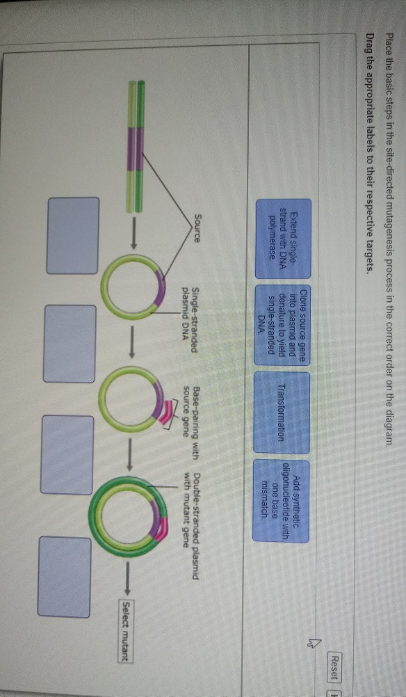 Solved Place the basic steps in the site-directed | Chegg.com
