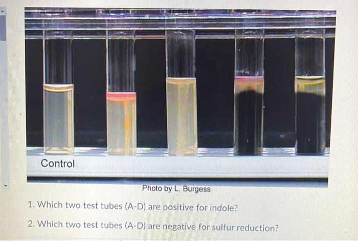 Solved HITT Control Photo by L. Burgess 1. Which two test | Chegg.com