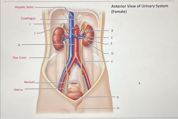 Solved View of Urinary System !) 1. Aorta 2. Renal Hilum 3. | Chegg.com