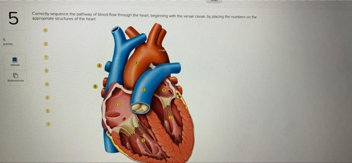 Solved 07 5 Correctly sequence the pathway of blood flow | Chegg.com Solved 07 5 Correctly sequence the pathway of blood flow | Chegg.com