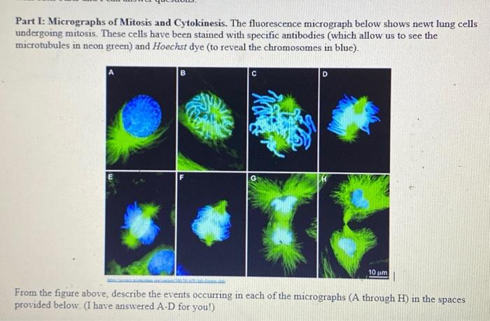 Solved Part I: Micrographs of Mitosis and Cytokinesis. The | Chegg.com