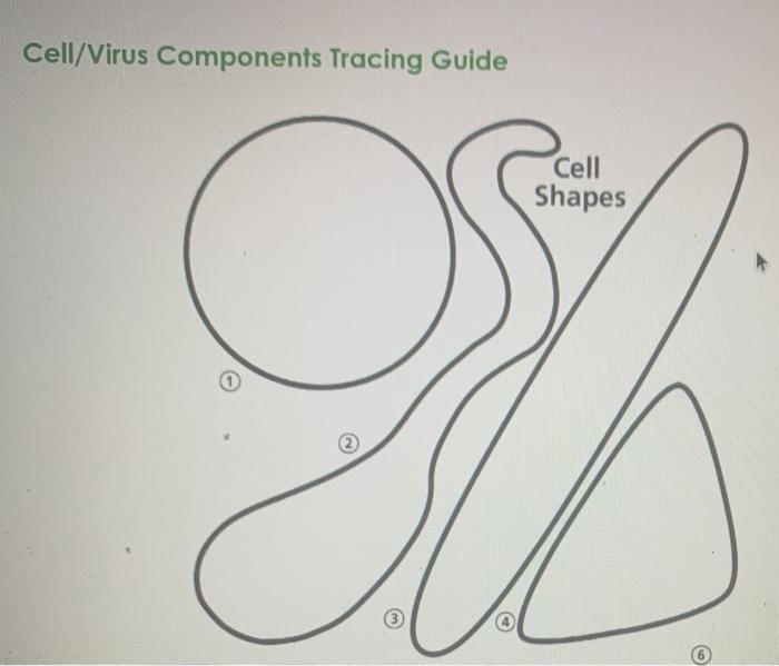 A. Designing a Prokaryote 1. Select a cell shape | Chegg.com