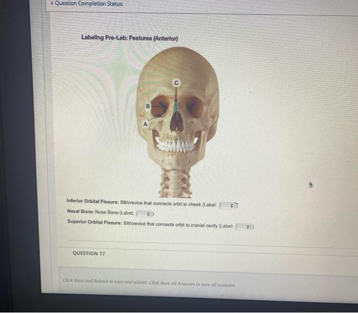 Solved QUESTION 7 Labeling Pre-Lab: Features of Cranial | Chegg.com