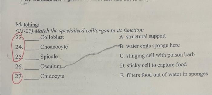 Solved Matching: (23-27) Match the specialized cell/organ to | Chegg.com