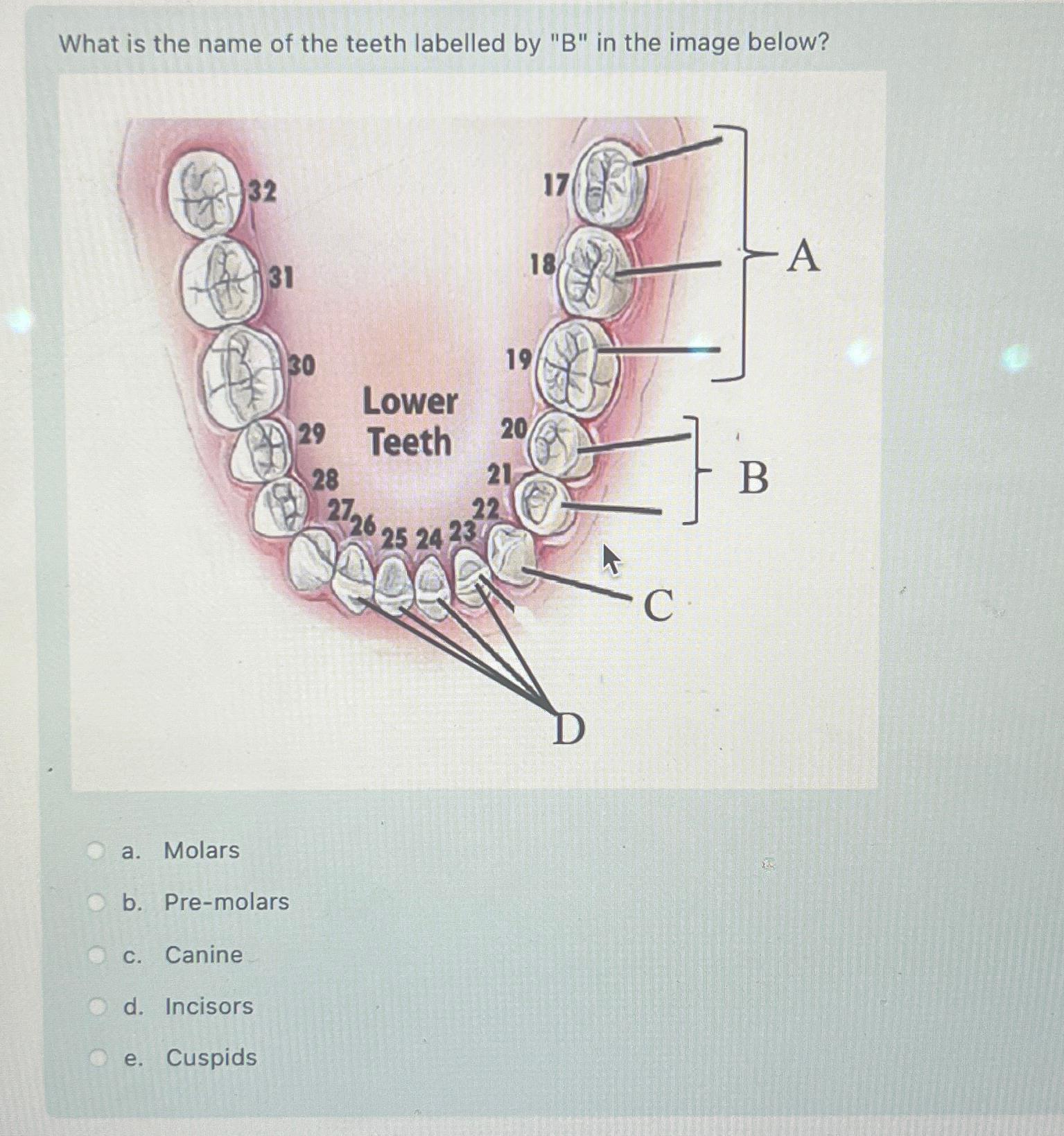 Solved What is the name of the teeth labelled by " B " ﻿in | Chegg.com