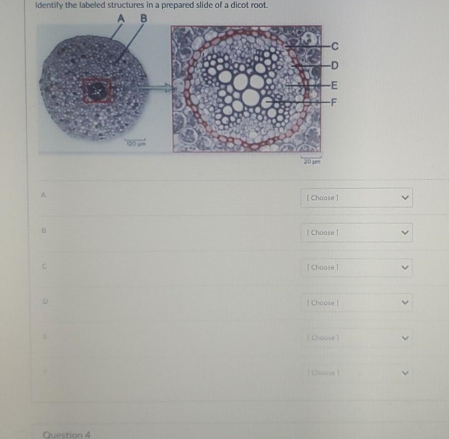 Identify the labeled structures in a prepared slide | Chegg.com