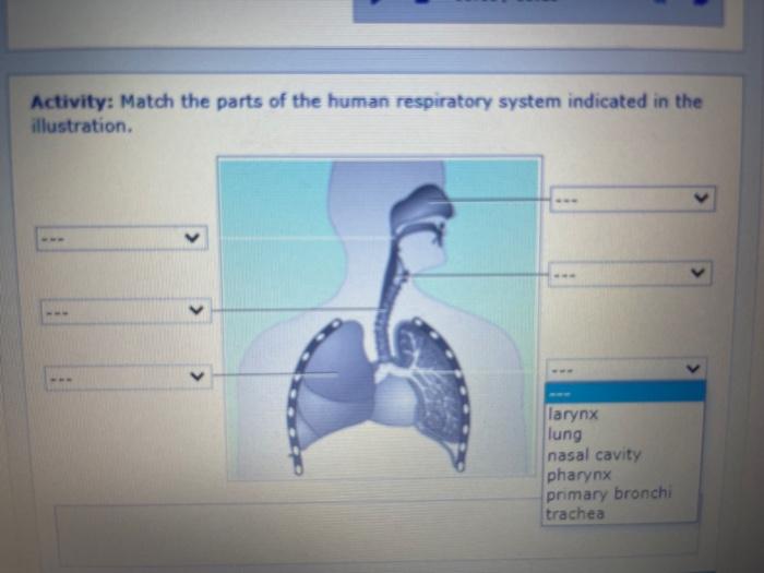 Solved Activity: Match the parts of the human respiratory | Chegg.com