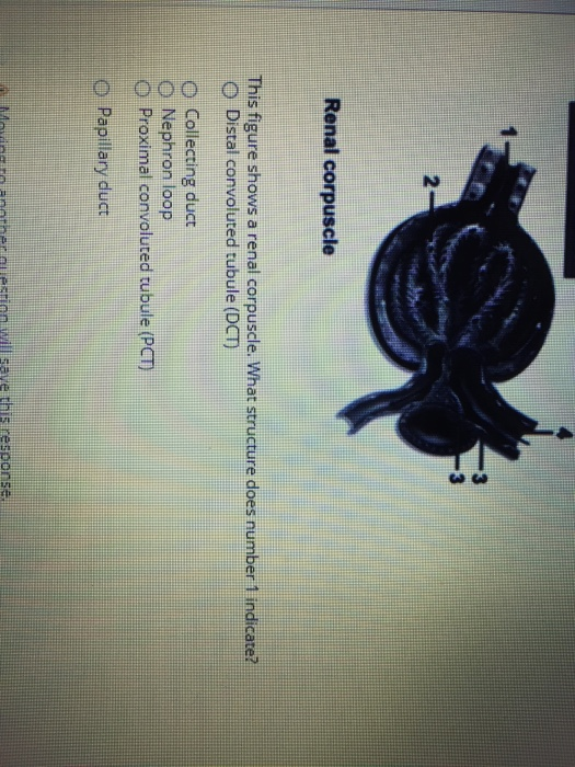 Solved Renal corpuscle This figure shows a renal corpuscle. | Chegg.com