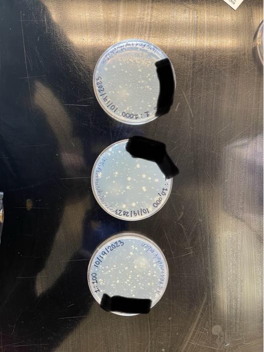 Solved week 6: bacterial soil dilution. 1:100, 1:000 and | Chegg.com