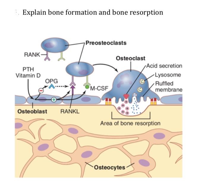 Solved Explain bone formation and bone resorption | Chegg.com