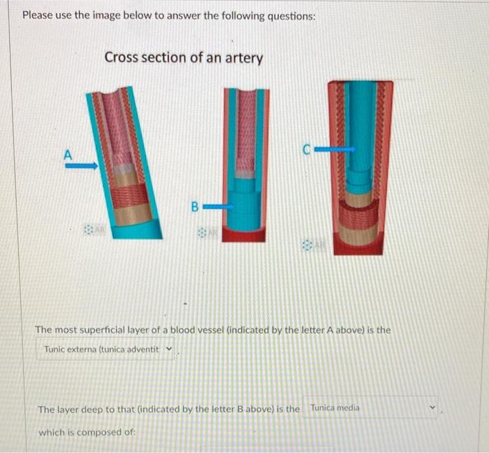 Solved The most superficial layer of a blood vessel | Chegg.com