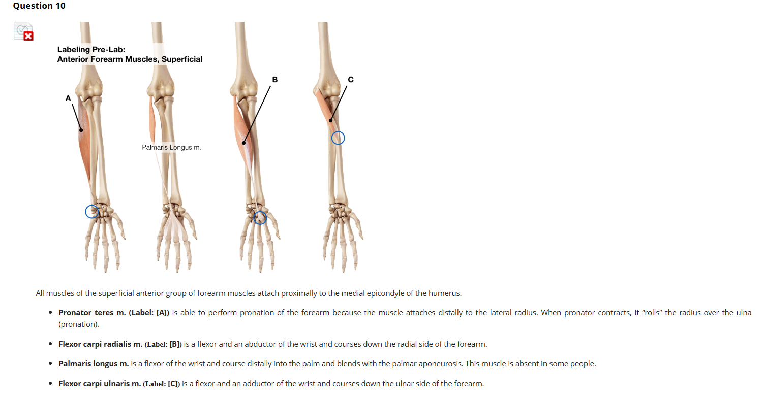 Solved Question 10 ﻿All muscles of the superficial anterior | Chegg.com