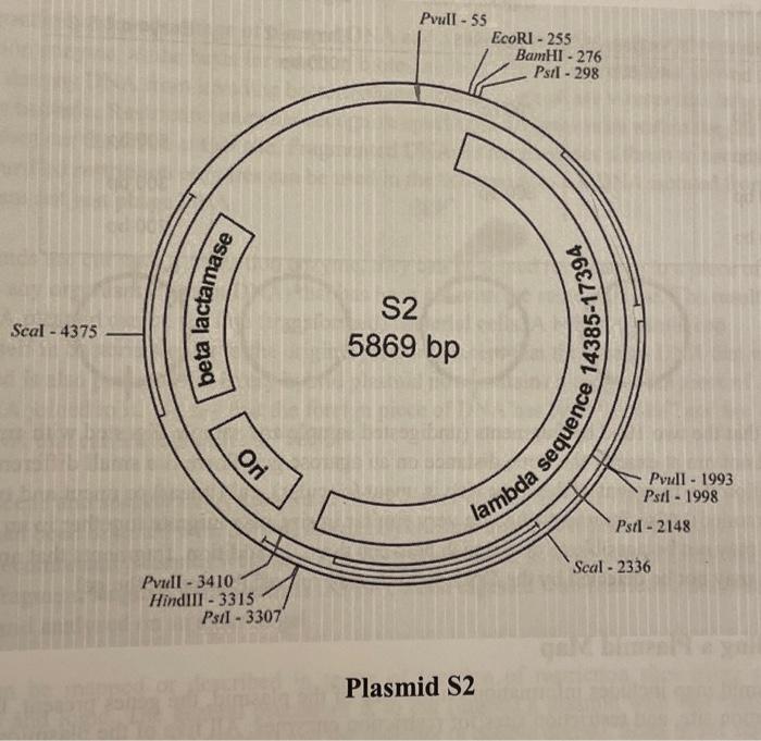 Solved Plasmid S2Take-home assignment 1. Using plasmid S2 as | Chegg.com