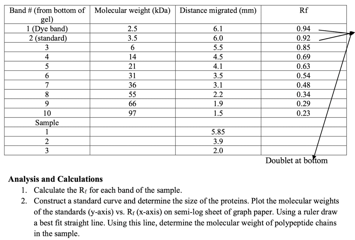 Solved Calculate the Rf for each band of the | Chegg.com