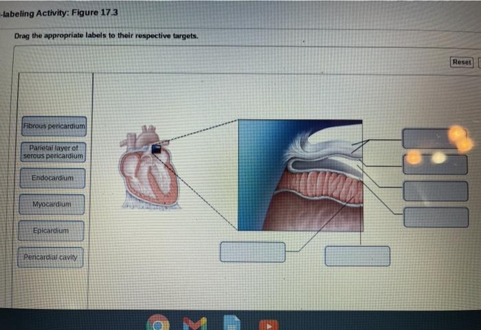 Solved -labeling Activity: Figure 17.3 Drag the appropriate | Chegg.com