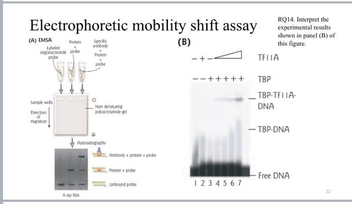 Solved Electrophoretic mobility shift assay (B) (A) EMSA | Chegg.com