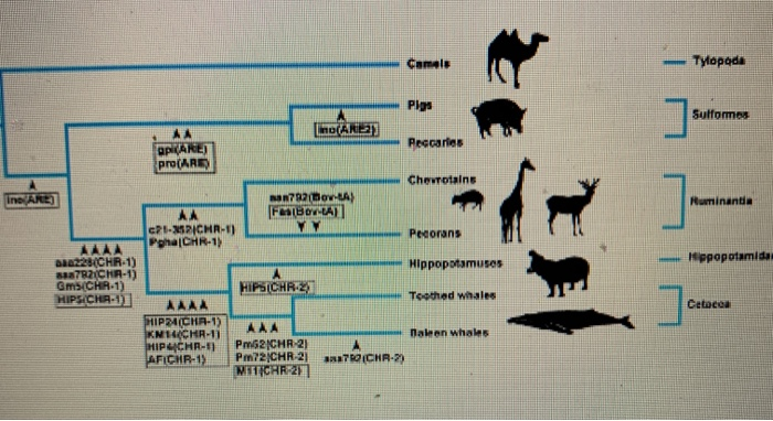 Solved 8. Given the phylogeny below derived using SINES, | Chegg.com