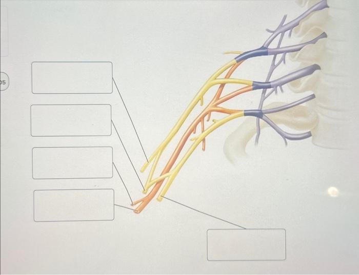 Solved Musculocutaneous n. Lateral pectoral n. Radial n. | Chegg.com