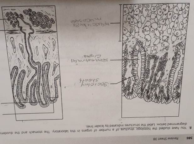 Solved Review Sheet 38 586 8. You have studied the | Chegg.com