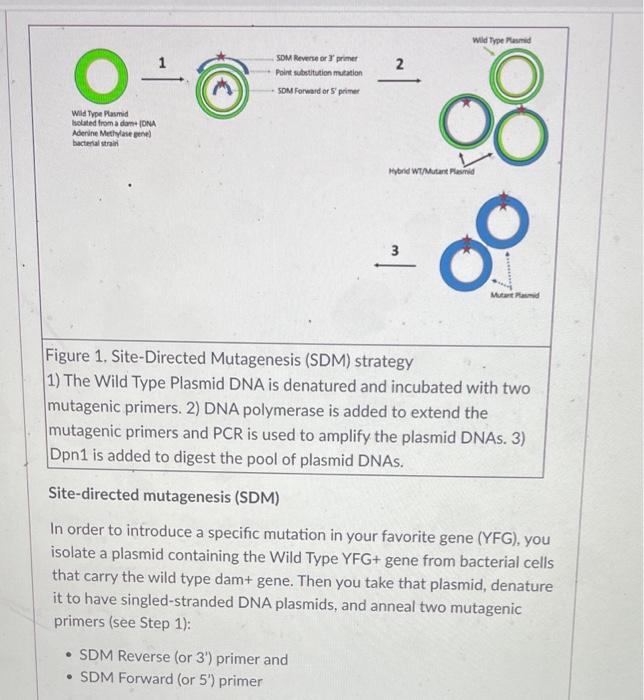 Figure 1, Site-Directed Mutagenesis (SDM) strategy 1) | Chegg.com