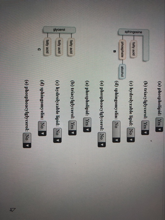 Solved Block diagrams representing the general structures of | Chegg.com
