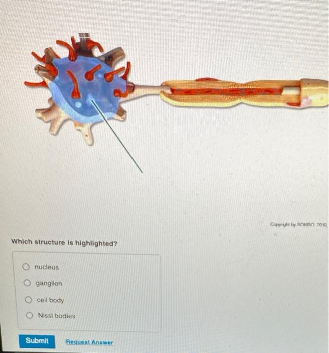 Solved he parts of the neuron Initial segment S Axon hillock | Chegg.com
