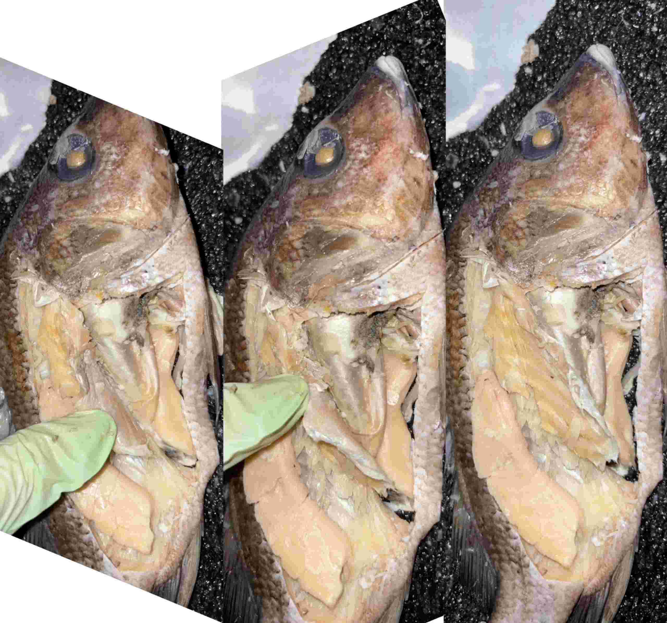 Solved Attached are different angles of a perch fish I | Chegg.com