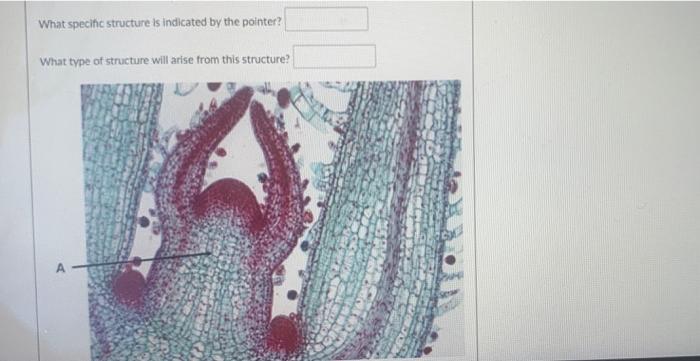 Solved What specific structure is indicated by the pointer? | Chegg.com