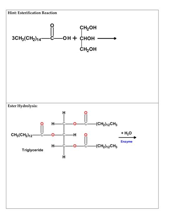 Solved Hint: Esterification Reaction Ester Hydrolysis: | Chegg.com
