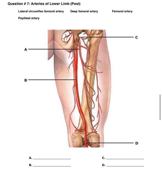Solved Question #7: Arteries of Lower Limb (Post) Lateral | Chegg.com