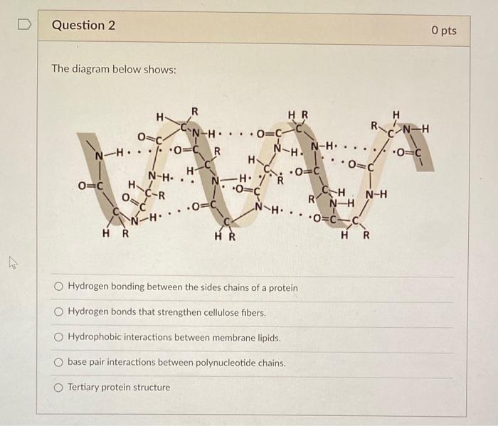 Solved The diagram below shows: Hydrogen bonding between the | Chegg.com