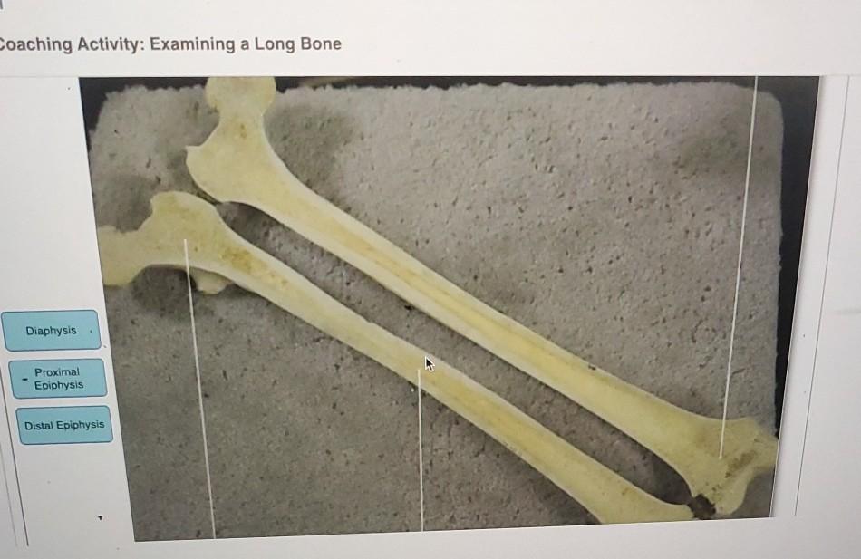 Solved Coaching Activity: Examining a Long Bone Diaphysis | Chegg.com