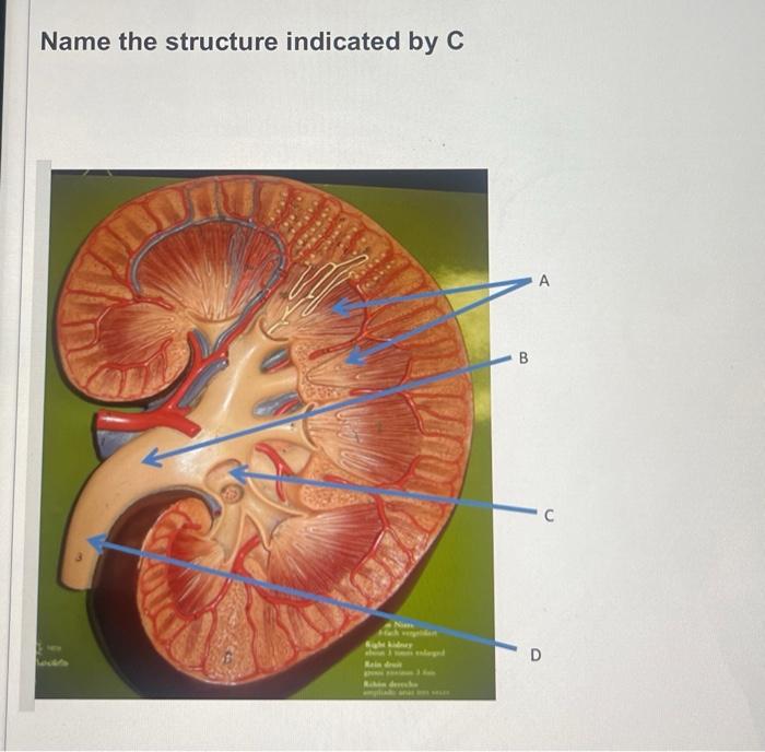 Solved Name the structure indicated by C | Chegg.com
