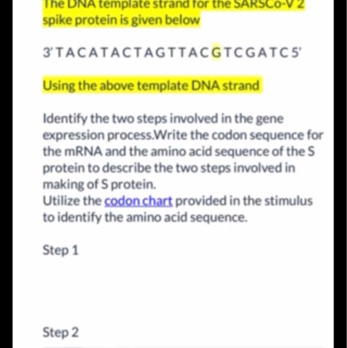Solved Using the above template DNA strand Identify the two | Chegg.com