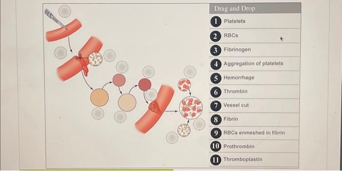 Drag and Drop 1 Platelets 2 RBCS 3 Fibrinogen 4 | Chegg.com