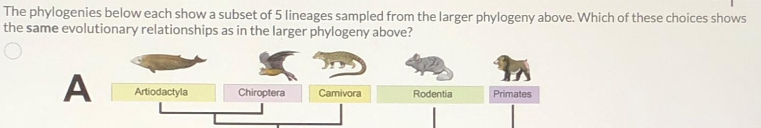 Solved The phylogenies below each show a subset of 5 | Chegg.com
