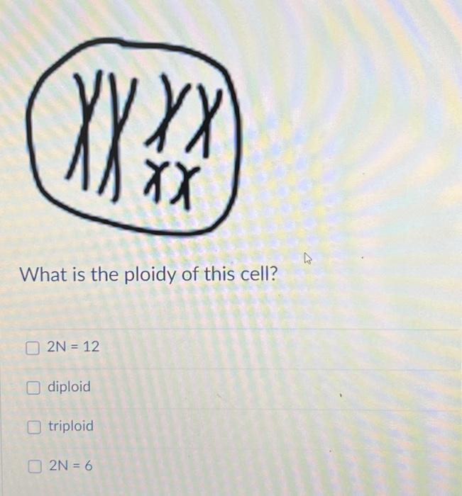 Solved What is the ploidy of this cell? 2N=12 diploid | Chegg.com