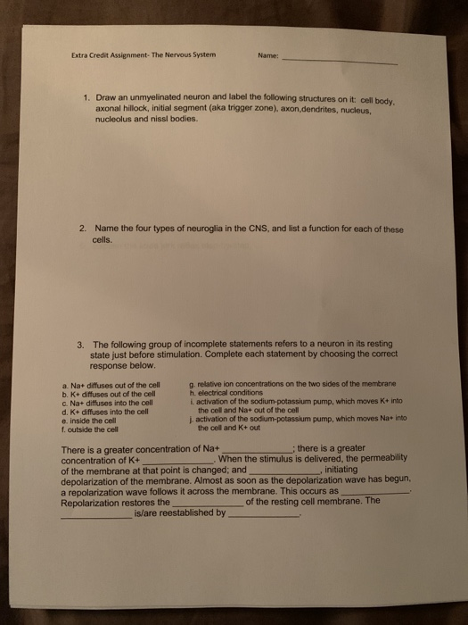 Solved Extra Credit Assignment- The Nervous System Name: 1. | Chegg.com