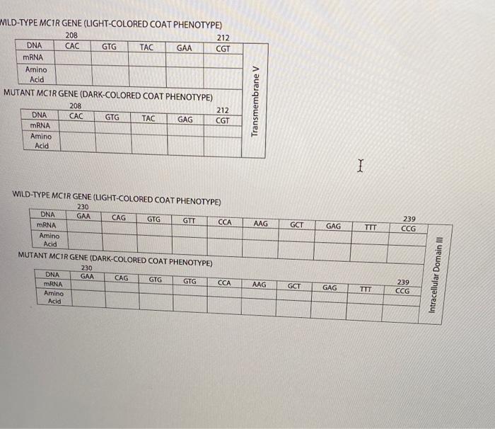 GENE TABLES WILD-TYPE MCIR GENE (LIGHT-COLORED COAT | Chegg.com