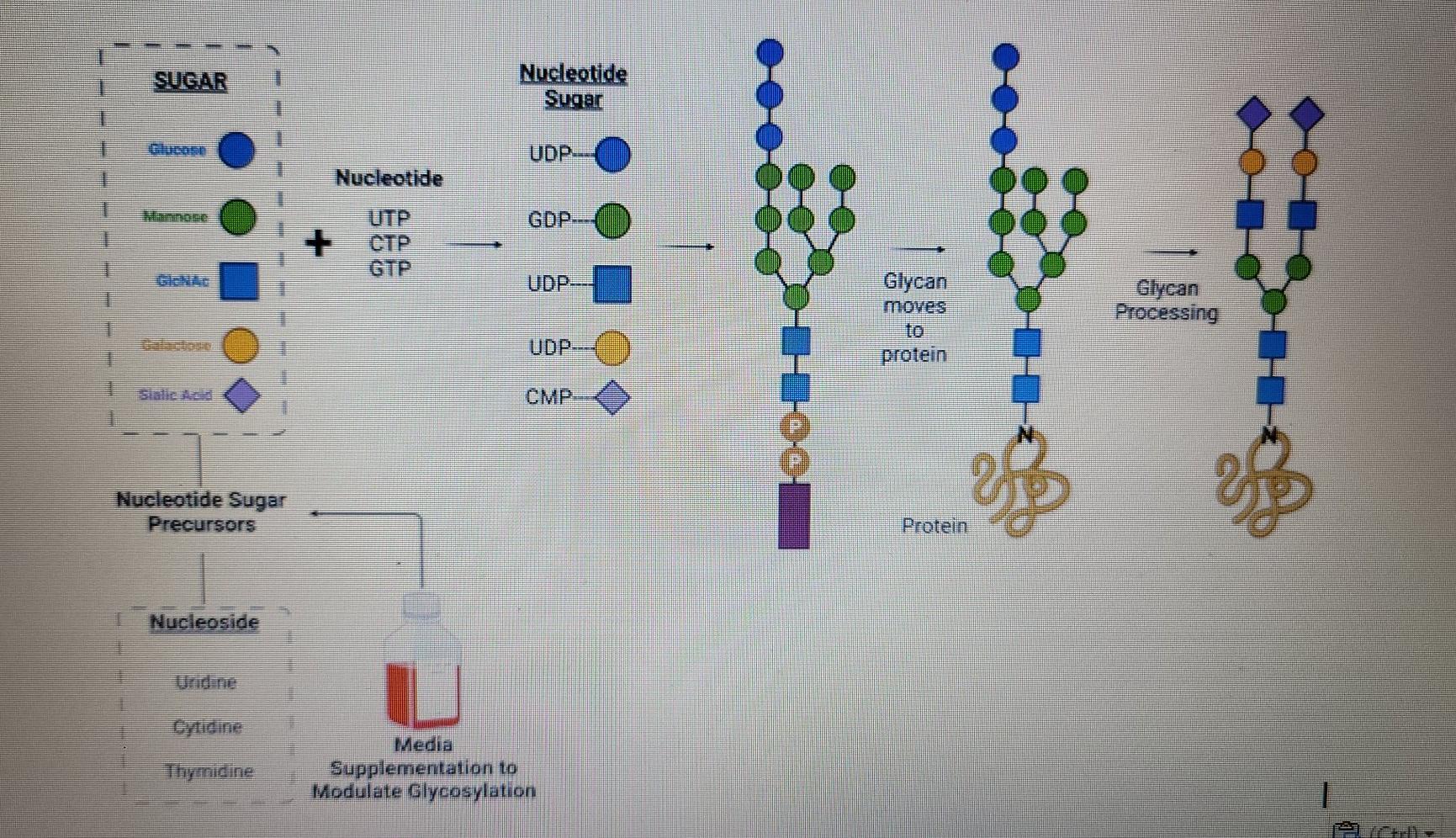 Solved Please explain what the nucleotides listed (UTP, CTP, | Chegg.com