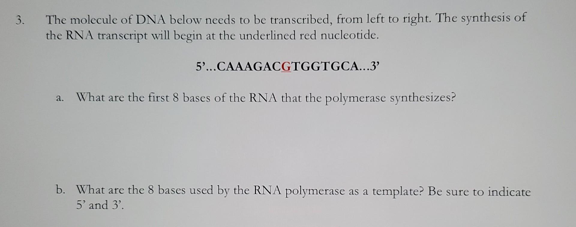Solved The molecule of DNA below needs to be transcribed, | Chegg.com