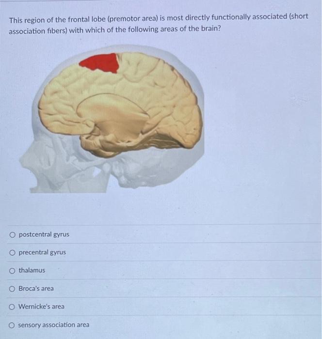 Solved This region of the frontal lobe (premotor area) is | Chegg.com