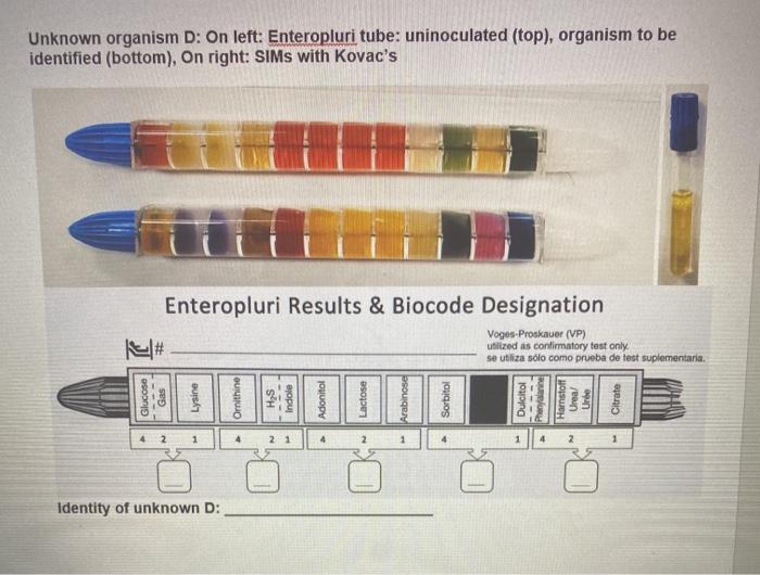 Solved Unknown organism D: On left: Enteropluri tube: | Chegg.com