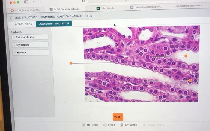 Solved University of Delaware FL Members Welcome P HI Watch | Chegg.com