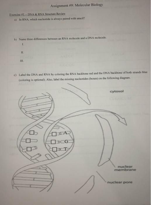 Solved Assignment #9: Molecular Biology Exercise #-DNA & RNA | Chegg.com