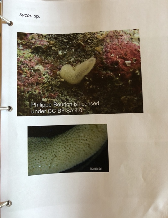 Solved Sycon sp. Philippe Bourjon is licensed under CC BY-SA | Chegg.com