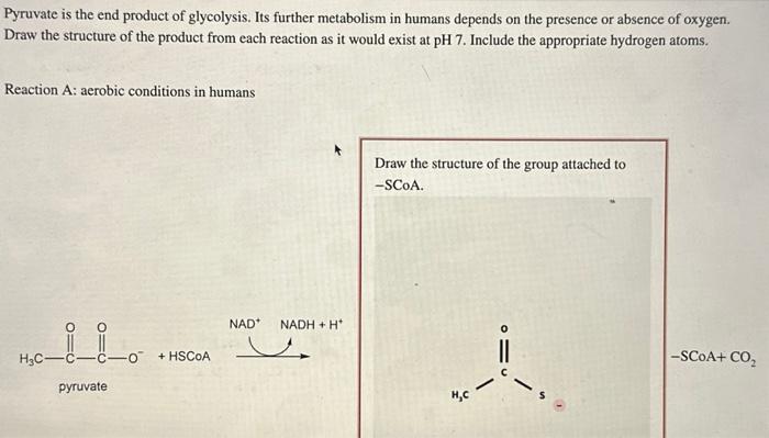 Solved Pyruvate is the end product of glycolysis. Its | Chegg.com