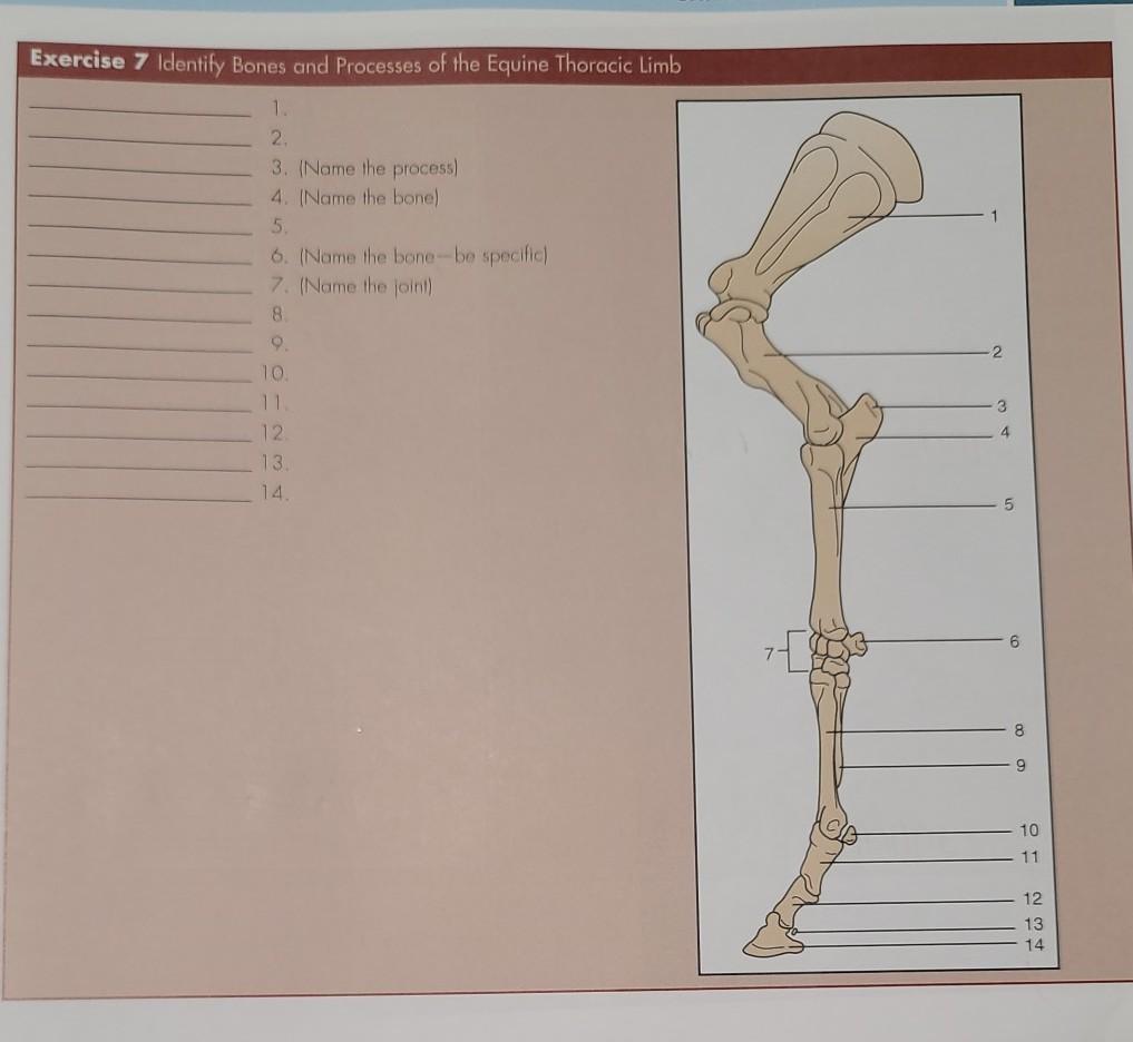 Solved Exercise 7 Identify Bones and Processes of the Equine | Chegg.com